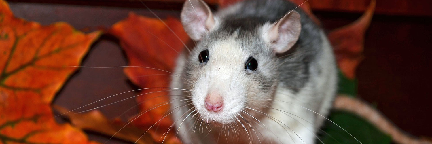 Brandfetch | Lafeber Small Mammals | Cornell IL Logos & Brand Assets