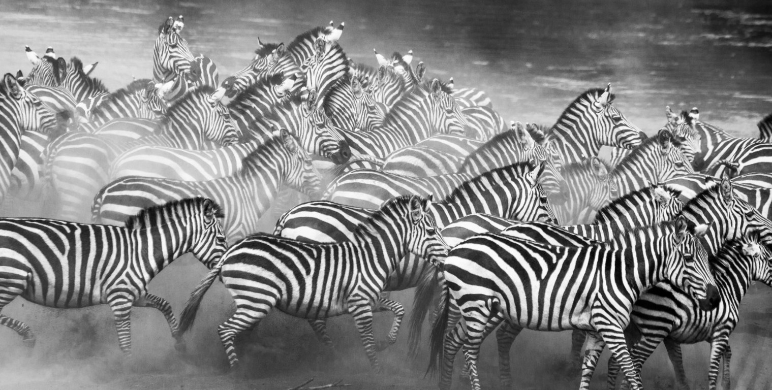 Brandfetch | Zebra Insights Logos & Brand Assets