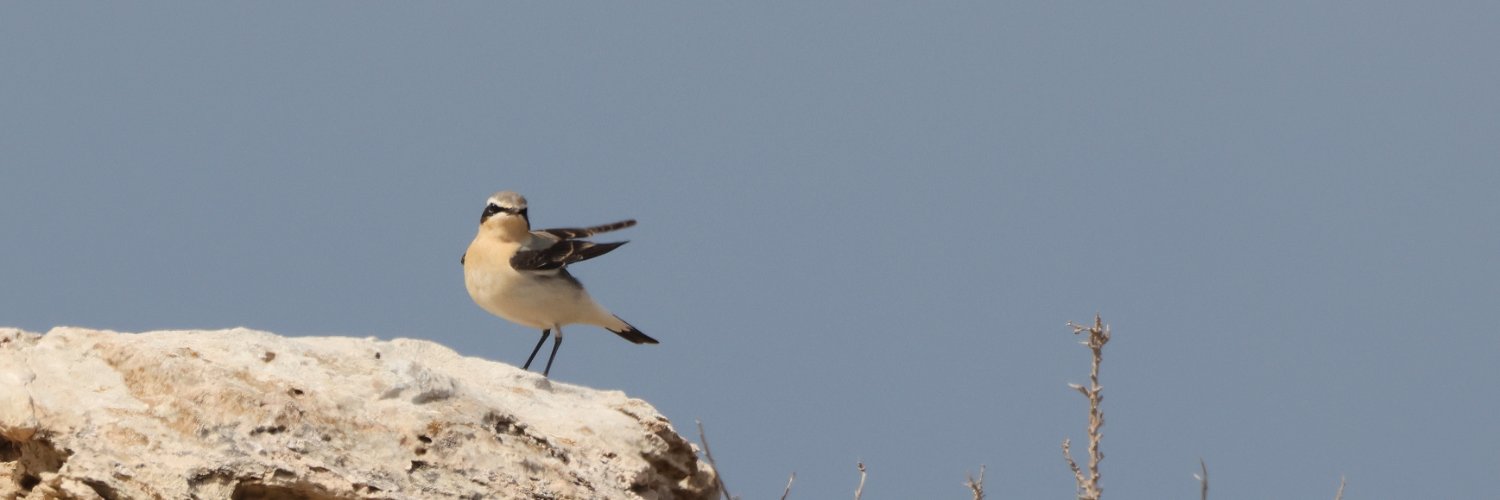 Brandfetch | BirdLife Malta Logos & Brand Assets