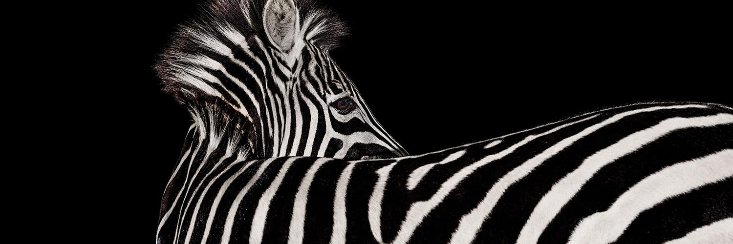 Investec Logo & Brand Assets (SVG, PNG and vector) - Brandfetch