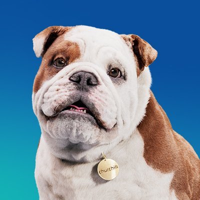 Churchill Insurance Logos & Brand Assets | Brandfetch