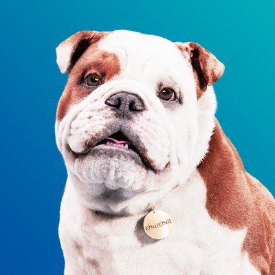 Brandfetch | Churchill Logos & Brand Assets