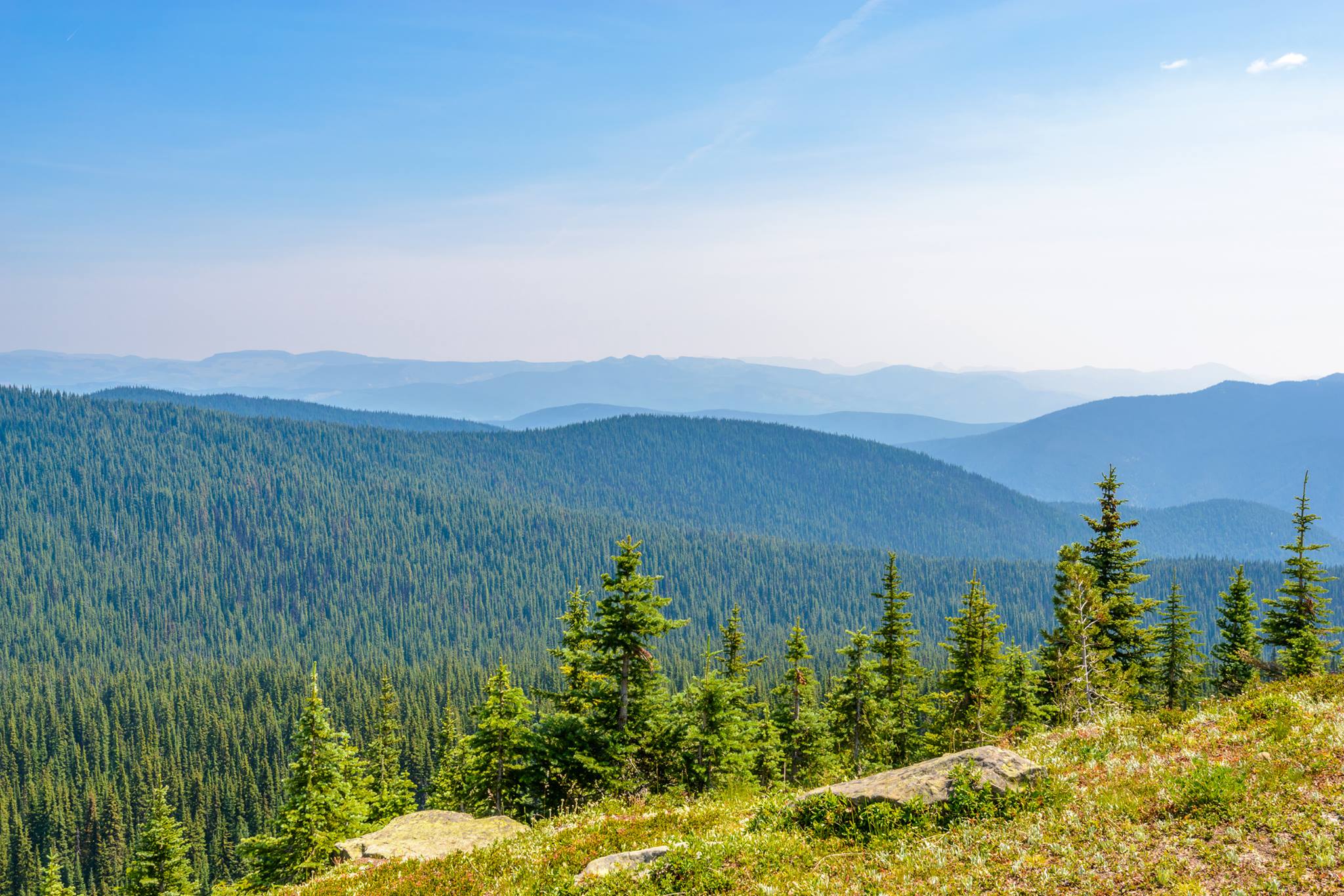 Brandfetch | Conifex Timber Logos & Brand Assets