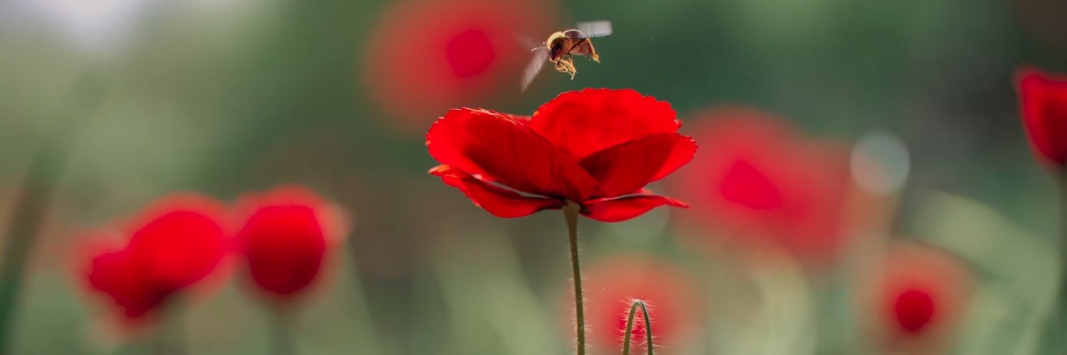 Real Image Production Logo & Brand Assets (SVG, PNG and vector ...