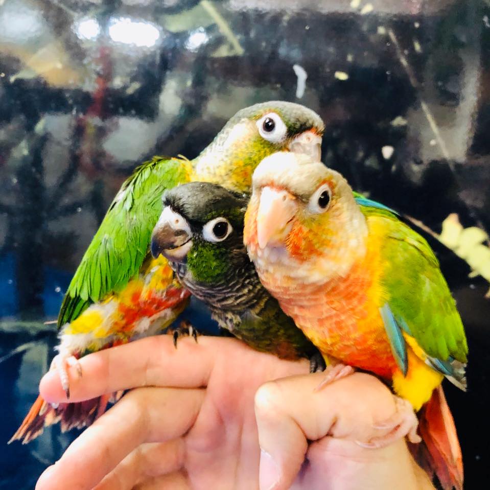 Brandfetch | Everything Birds | Oldsmar FL Logos & Brand Assets