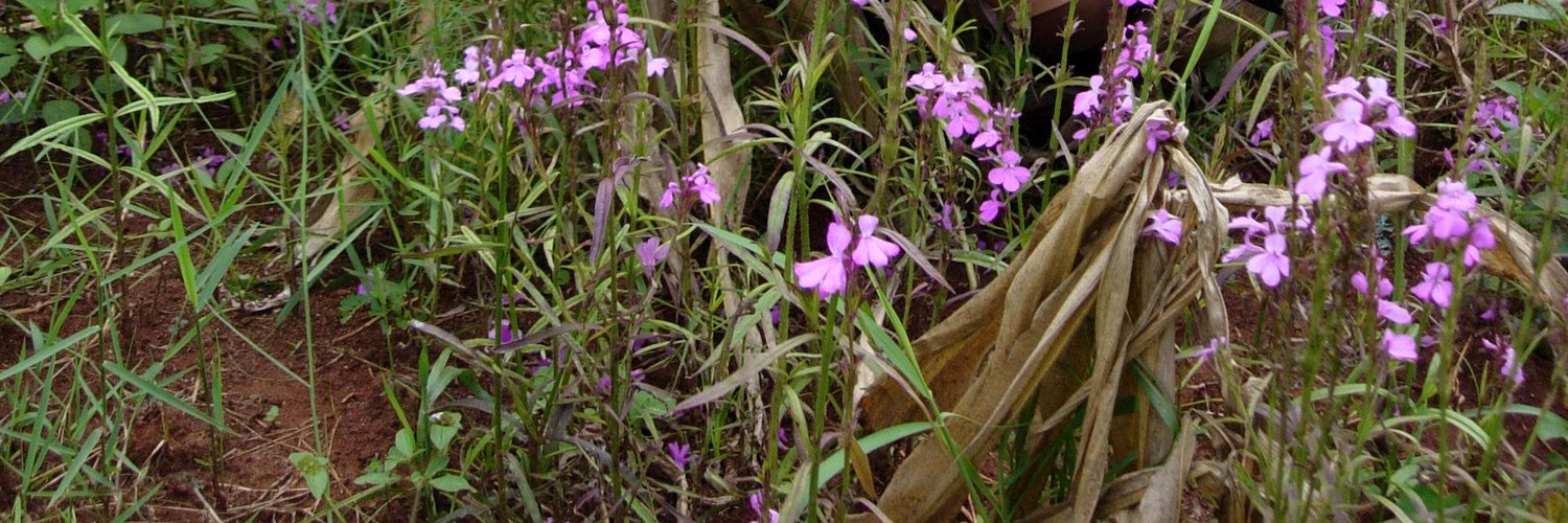 Brandfetch | Toothpick Project Logos & Brand Assets