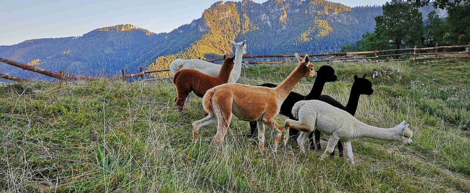 Brandfetch | Alpaka Berghof Logos & Brand Assets