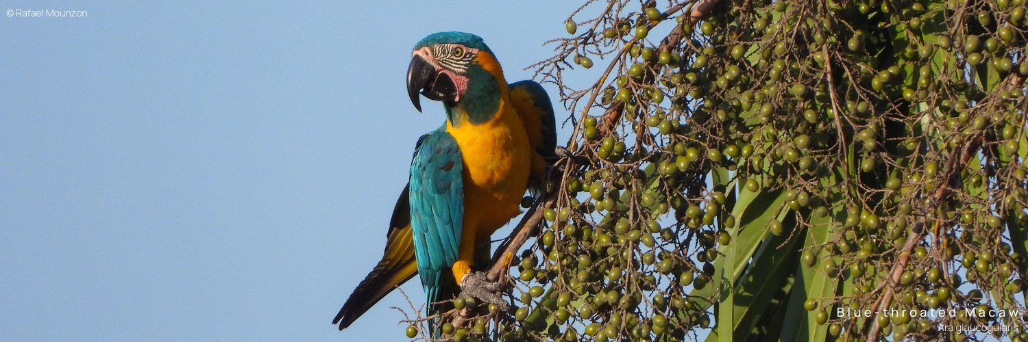 Brandfetch | World Parrot Trust Logos & Brand Assets