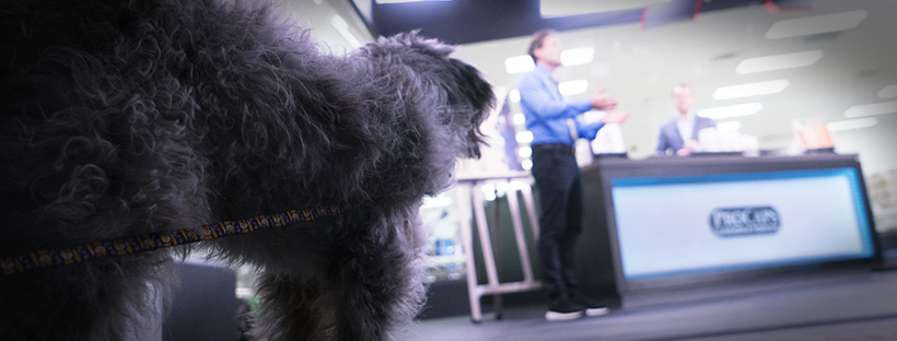 Brandfetch | ProCaps Labs Logos & Brand Assets