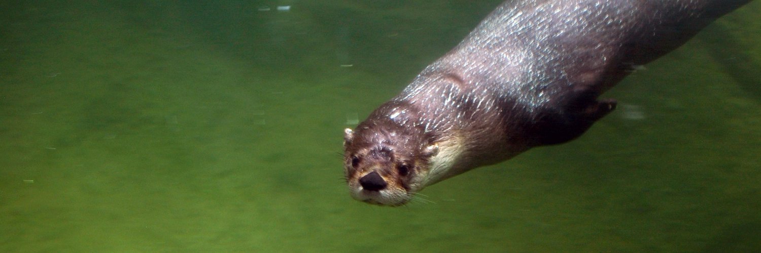 Brandfetch | Children's Zoo Logos & Brand Assets