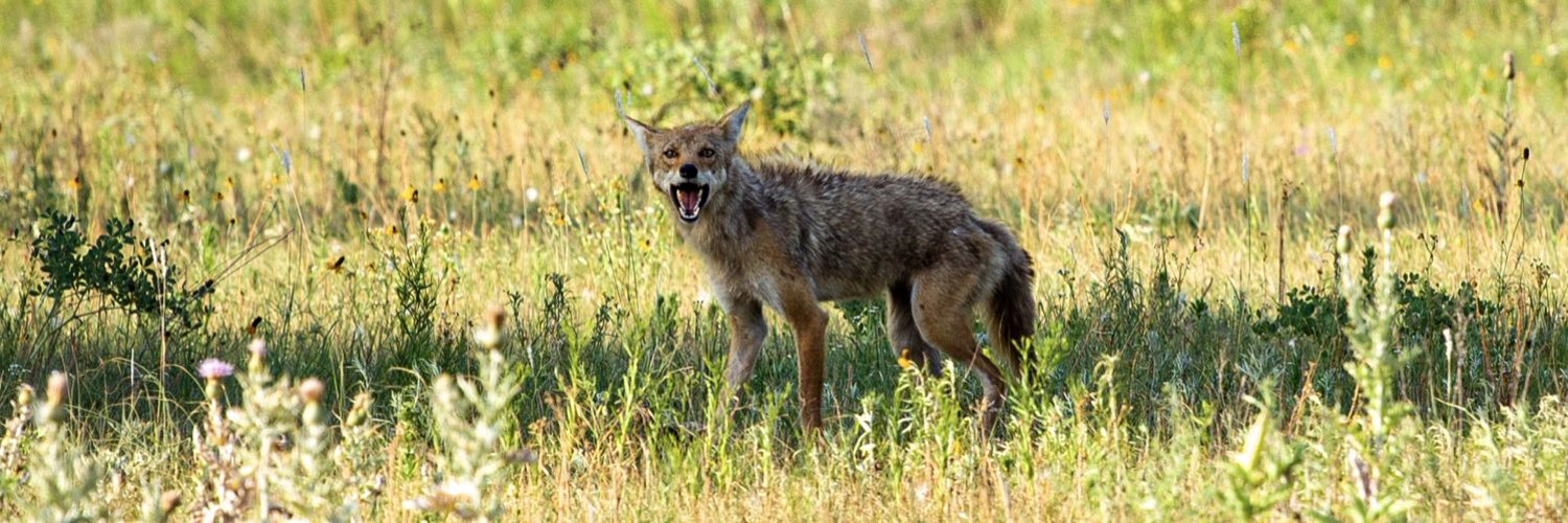 Brandfetch | FOXPRO Inc. Logos & Brand Assets